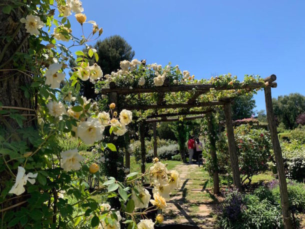 Parque Cervantes. Un mar de rosas - Barcelona Colours
